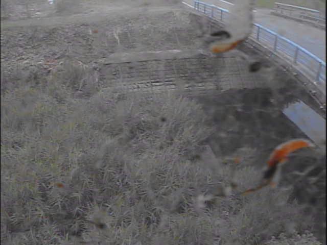 戸梶川 稲葉橋のライブカメラ-高知県日高村 | ライブカメラHUB